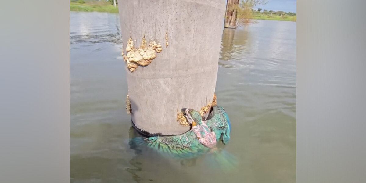 Kayaker Sees Stunning Animal Clinging To Life In Water And Rushes To ...