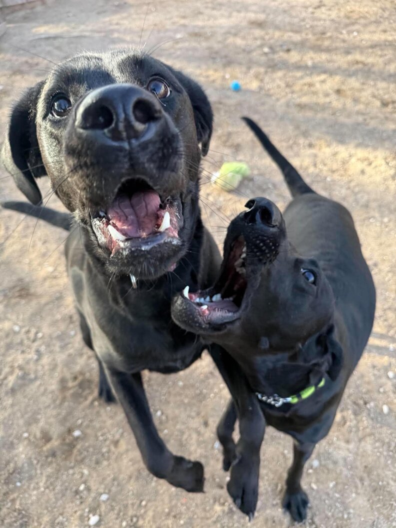 She Thought She Adopted A Labrador Puppy — A DNA Test Revealed His Rare ...