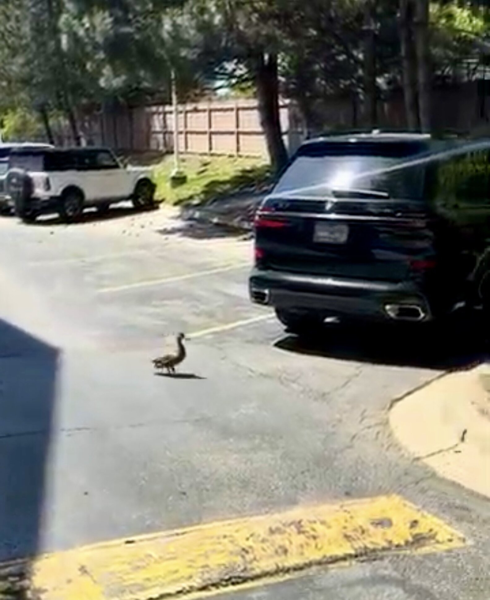 Mama Duck Approaches Preschool Director During Dismissal And Asks For ...
