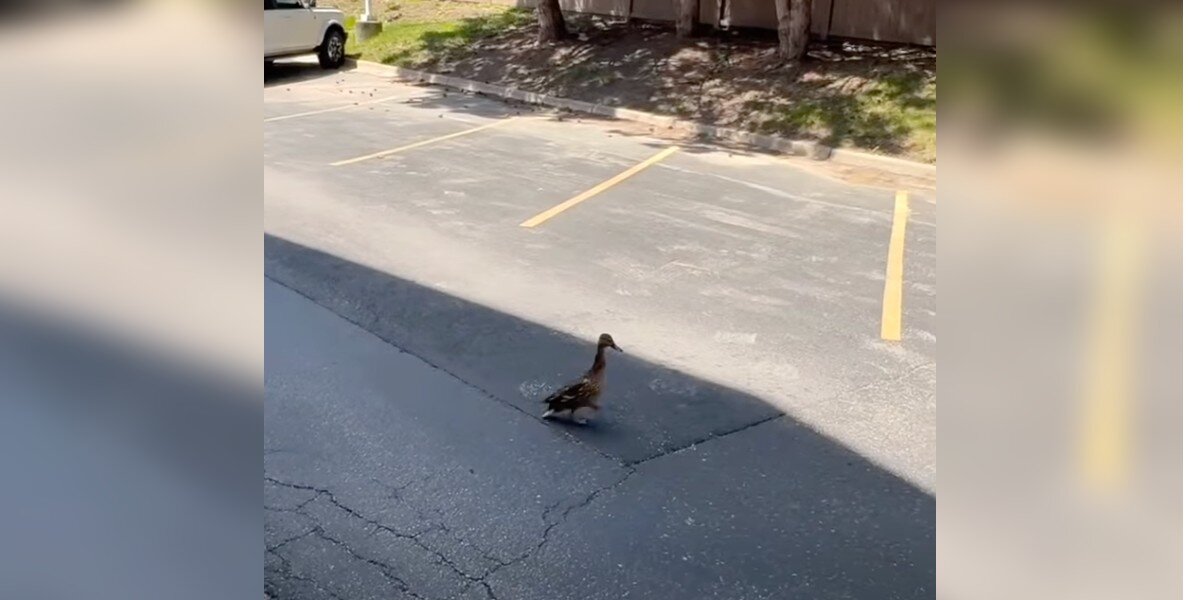 Mama Duck Approaches Preschool Director During Dismissal And Asks For ...