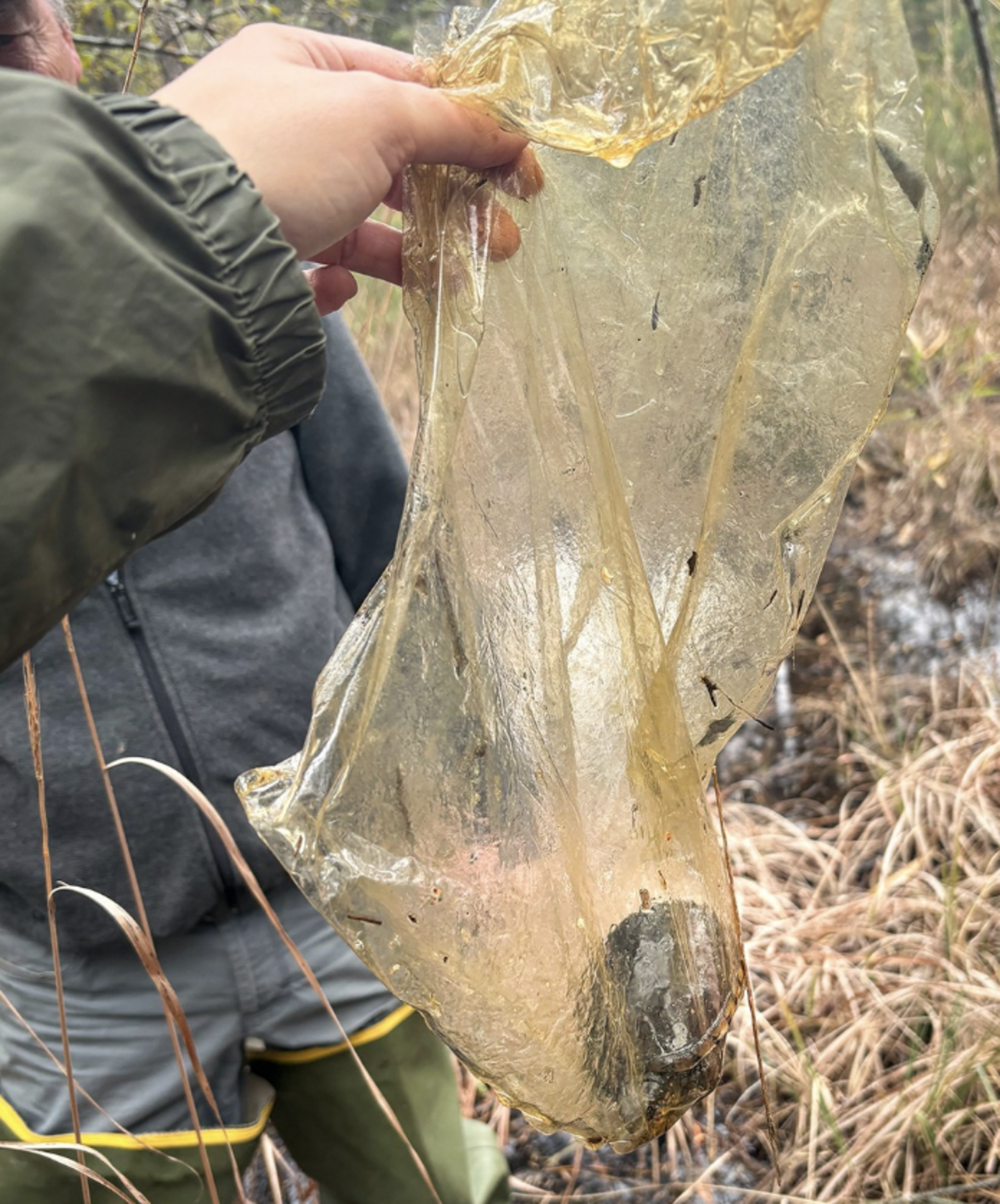 Scientist Picks Up An Old Balloon — And Finds A Tiny Life Struggling ...