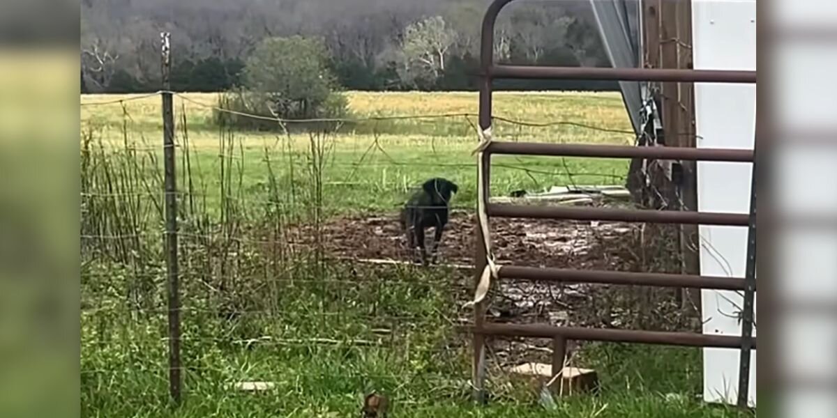 Farmer Spots Mysterious Dog Pacing Near Shed — And Realizes She’s ...