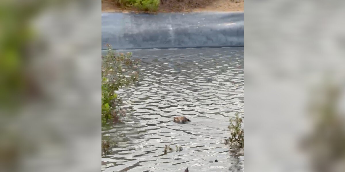 Rescuer Spots A Tiny Head Bobbing In Flooded Construction Site And ...
