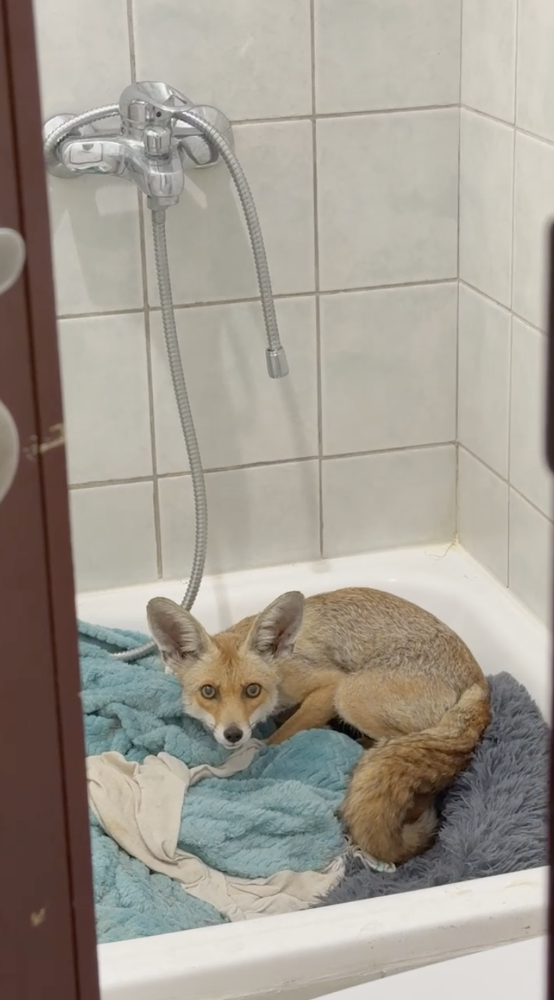 Rescuer Spots A Tiny Head Bobbing In Flooded Construction Site And ...