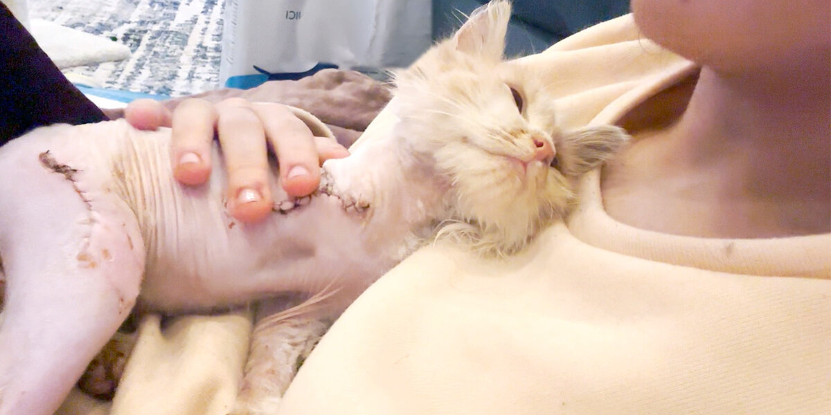 Cat Found In VERY Serious Condition Makes Miraculous Recovery - Videos ...
