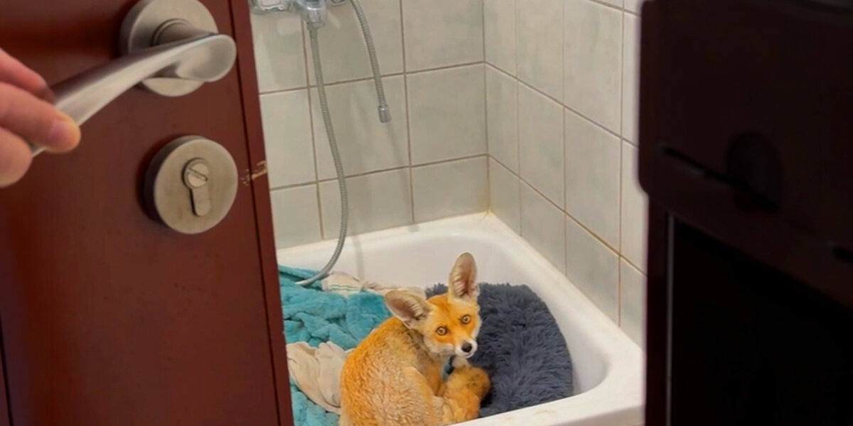 Flooded-Out Fox Gets The Rescue She Desperately Needed - Videos - The Dodo