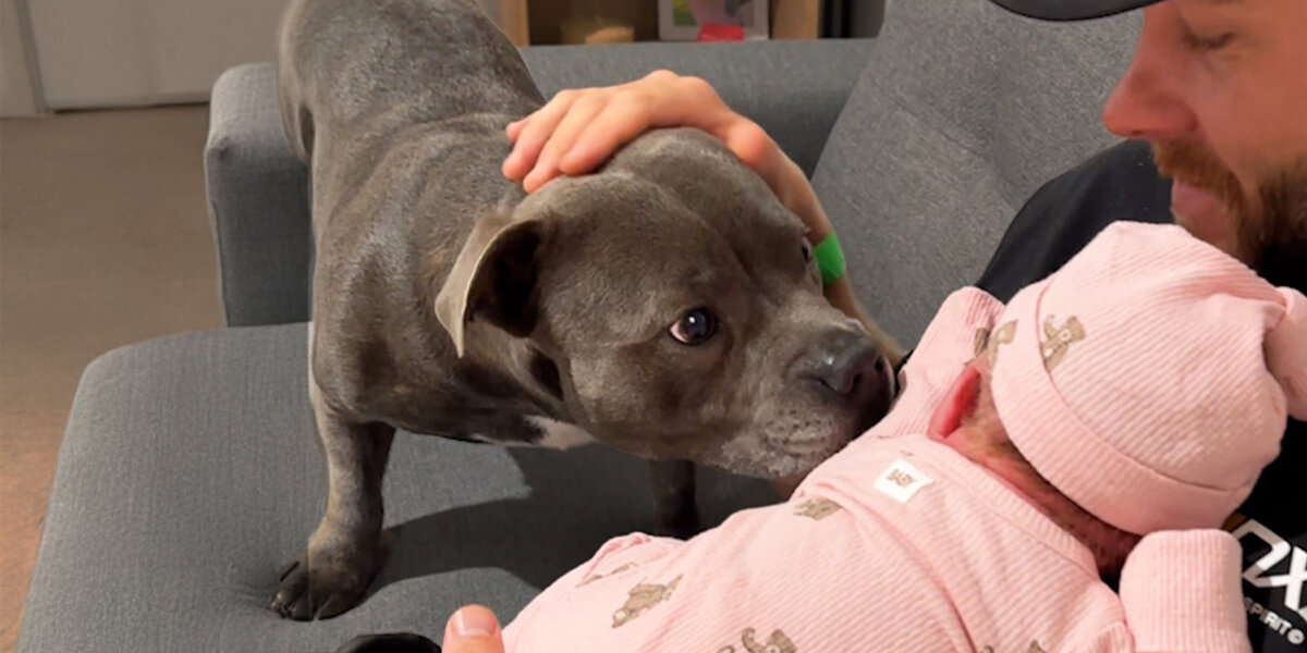 Everyone Warned This Dog Mom About Having A Staffy And A Newborn Baby ...