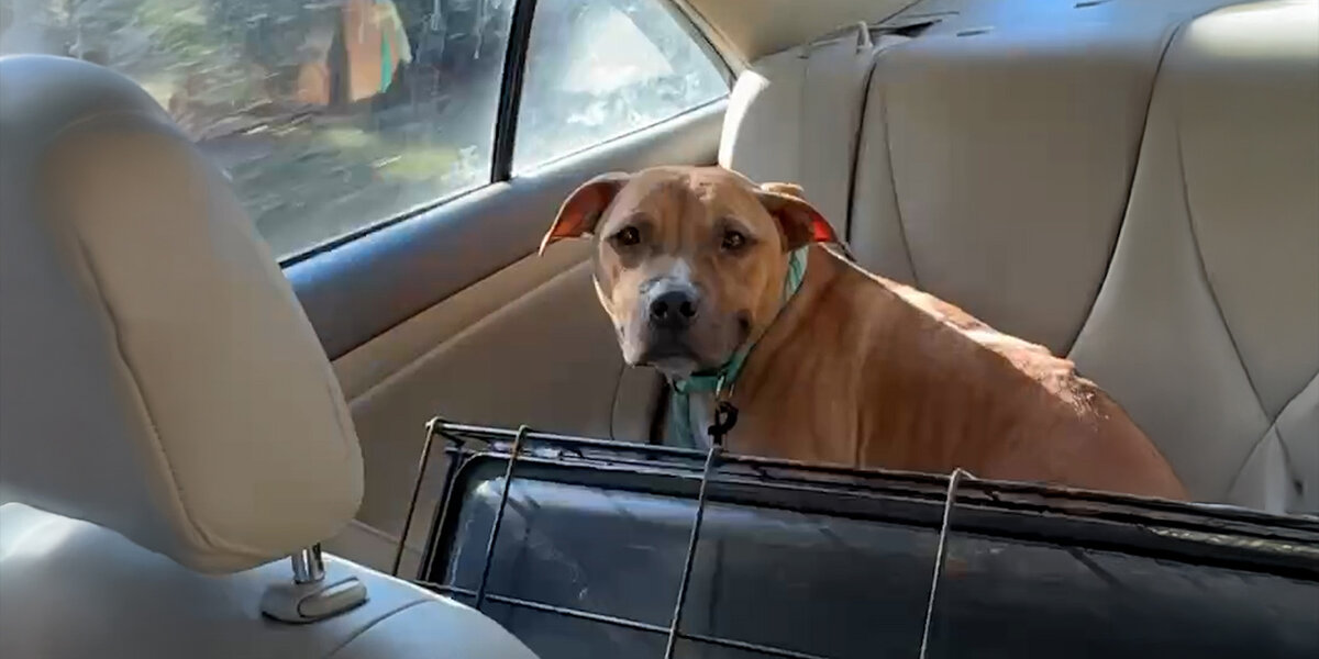 Scarred Bait Dog Can’t Stop Smiling Once He’s Finally Safe - Videos ...