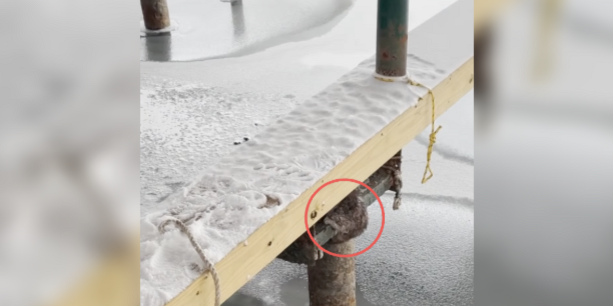 Boater Hears Cries Coming From Dock And Finds ‘Frozen’ Baby Stuck To ...