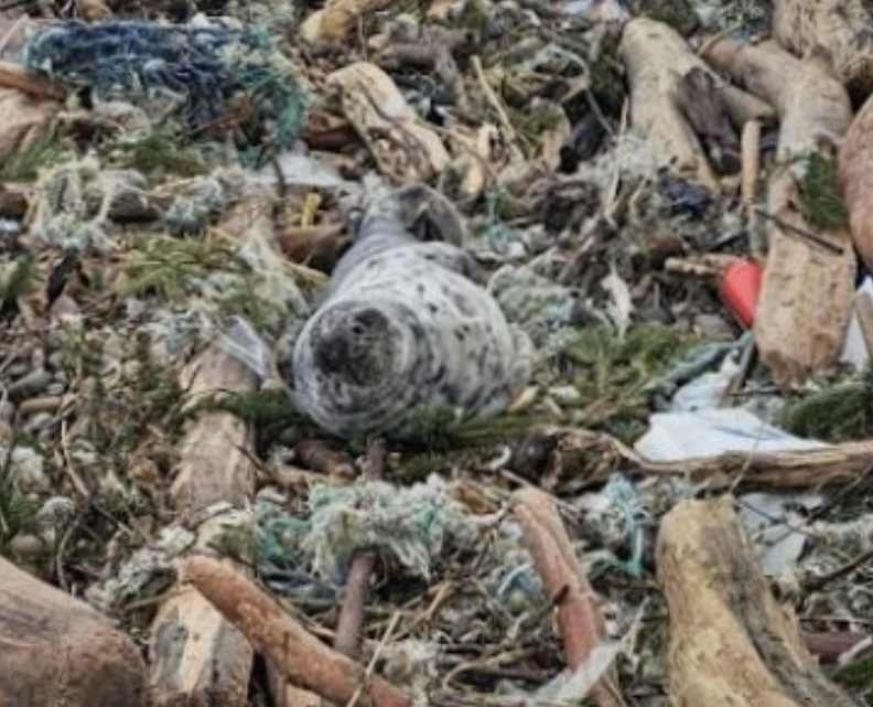 Beachgoer Calls For Help When They See Wild Animal Napping In Trash ...