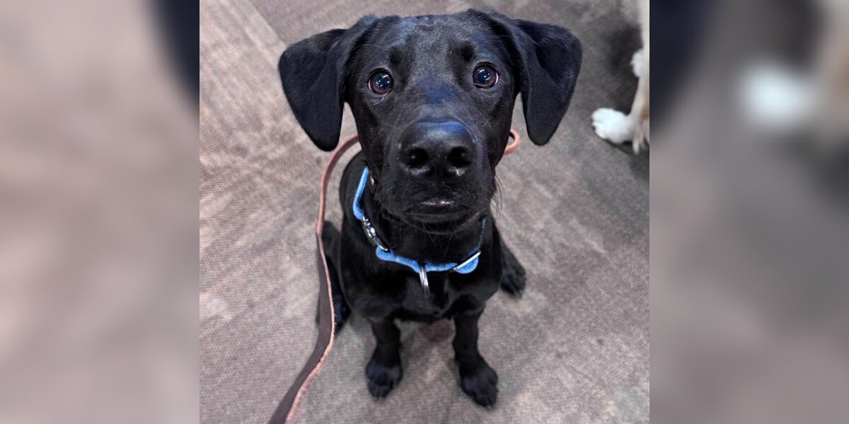 She Thought She Adopted A Labrador Puppy — A DNA Test Revealed His Rare ...