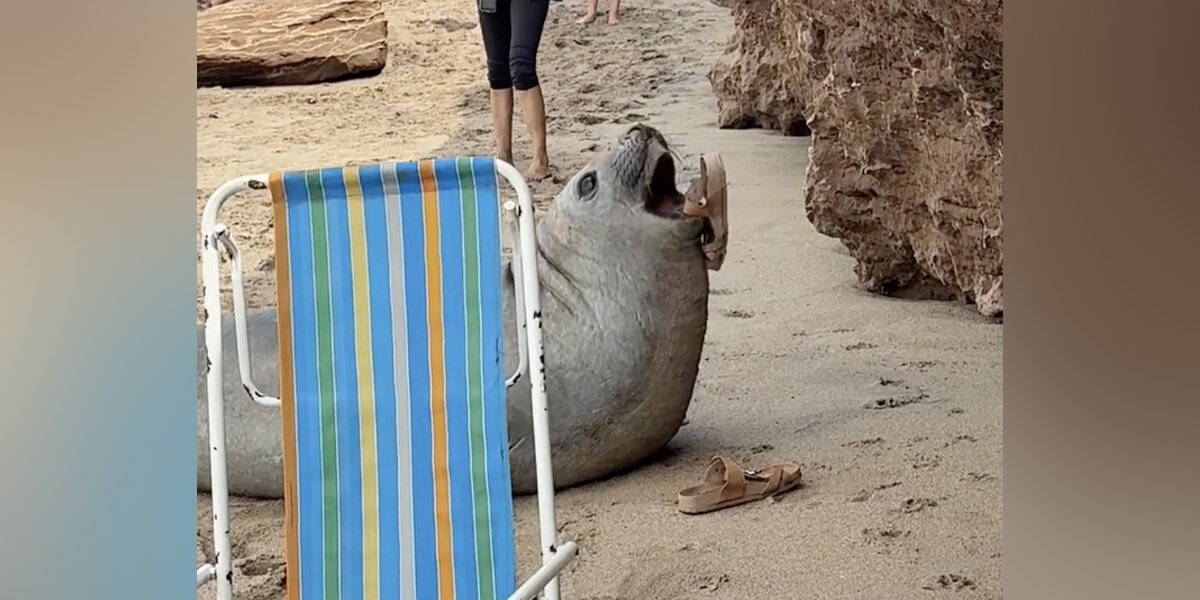 Beachgoers Watch In Disbelief As Massive Seal Ransacks Their Stuff ...
