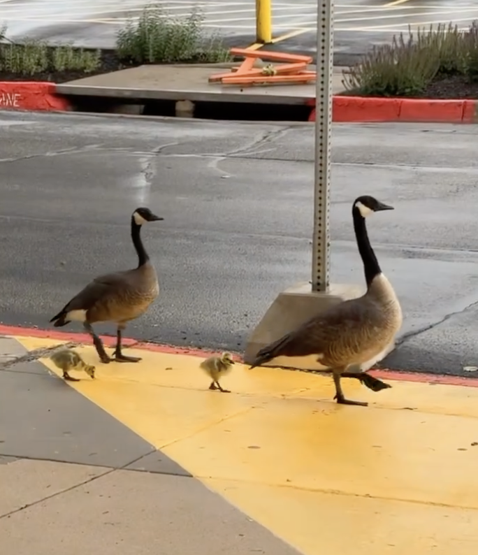 Goose Couple Mourns Their Unhatched Eggs — Until They Meet Two Adorable ...