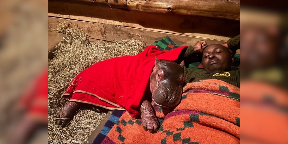Hippo Couldn't Sleep Without Mom — So His Rescuer Moved His Bed To The ...