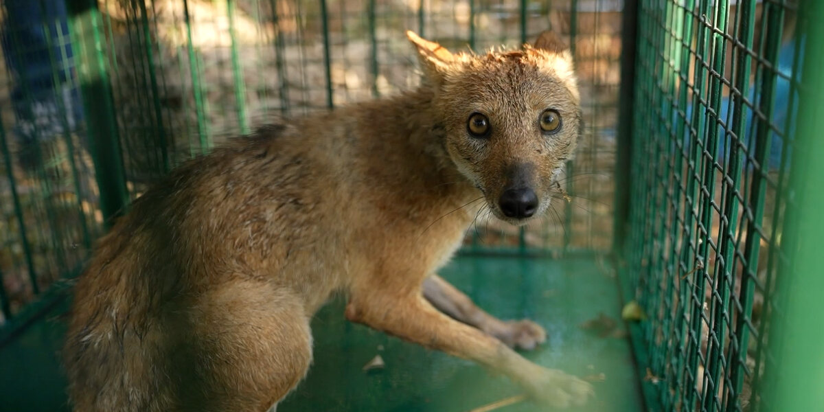 Baby Jackal Falls 20 Feet Down a Well And Makes It Back Home - Videos ...