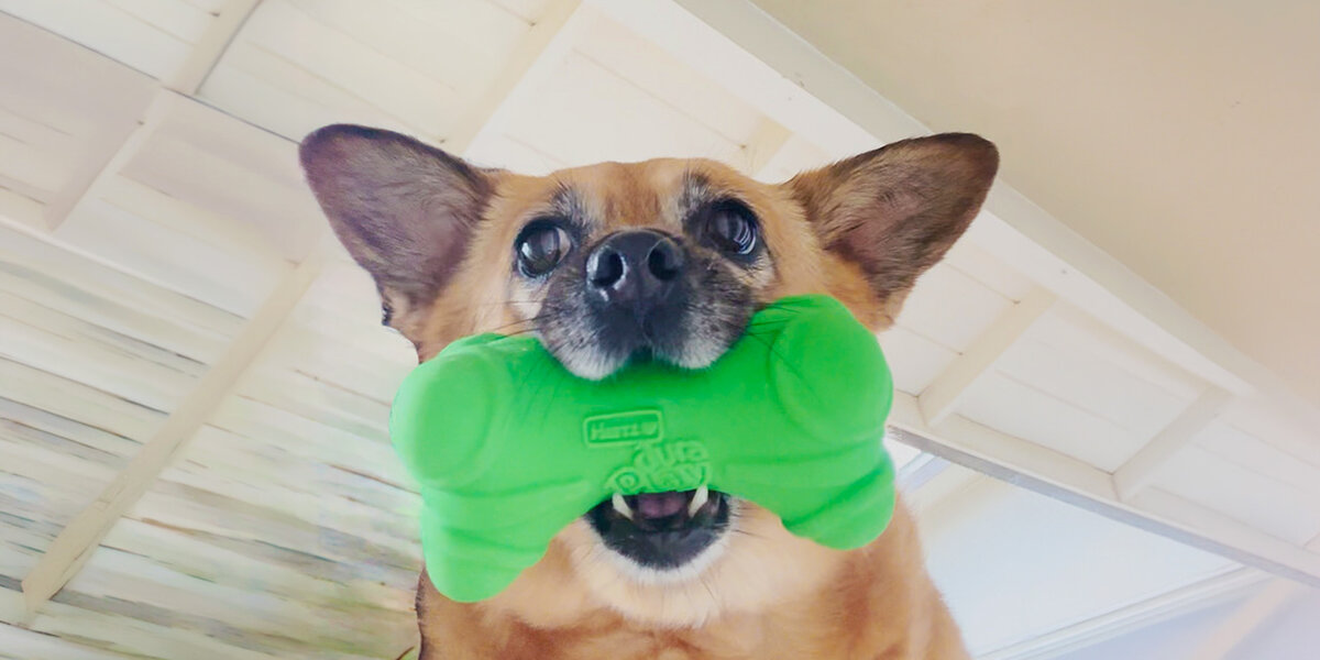 Little Dog Makes Her Mom Buy A New Toy Every Day - Videos - The Dodo