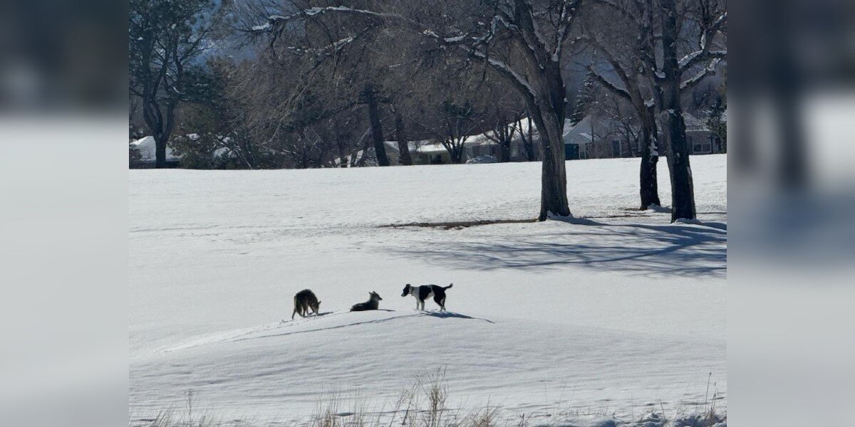 Dog Missing For A Year Spotted On Golf Course — Living With A Pack Of ...