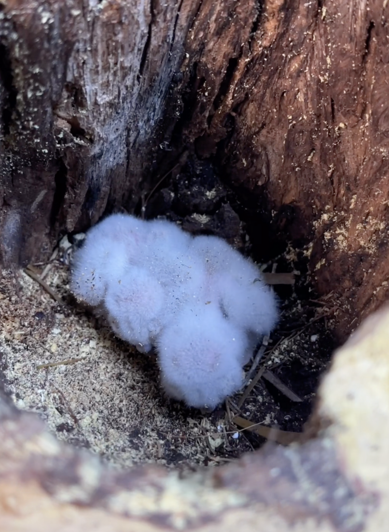 Workers Cut Down Dead Tree And Find A Pile Of Fuzzy Babies In The Stump ...