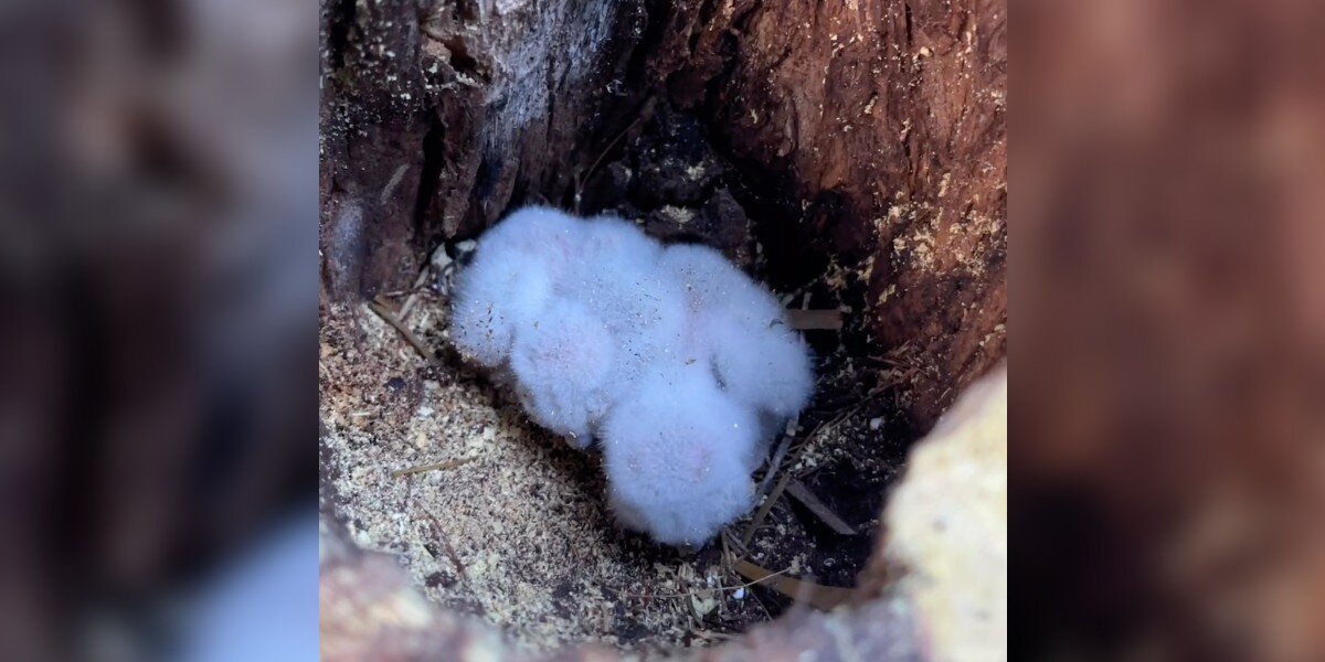 Workers Cut Down Dead Tree And Find A Pile Of Fuzzy Babies In The Stump ...