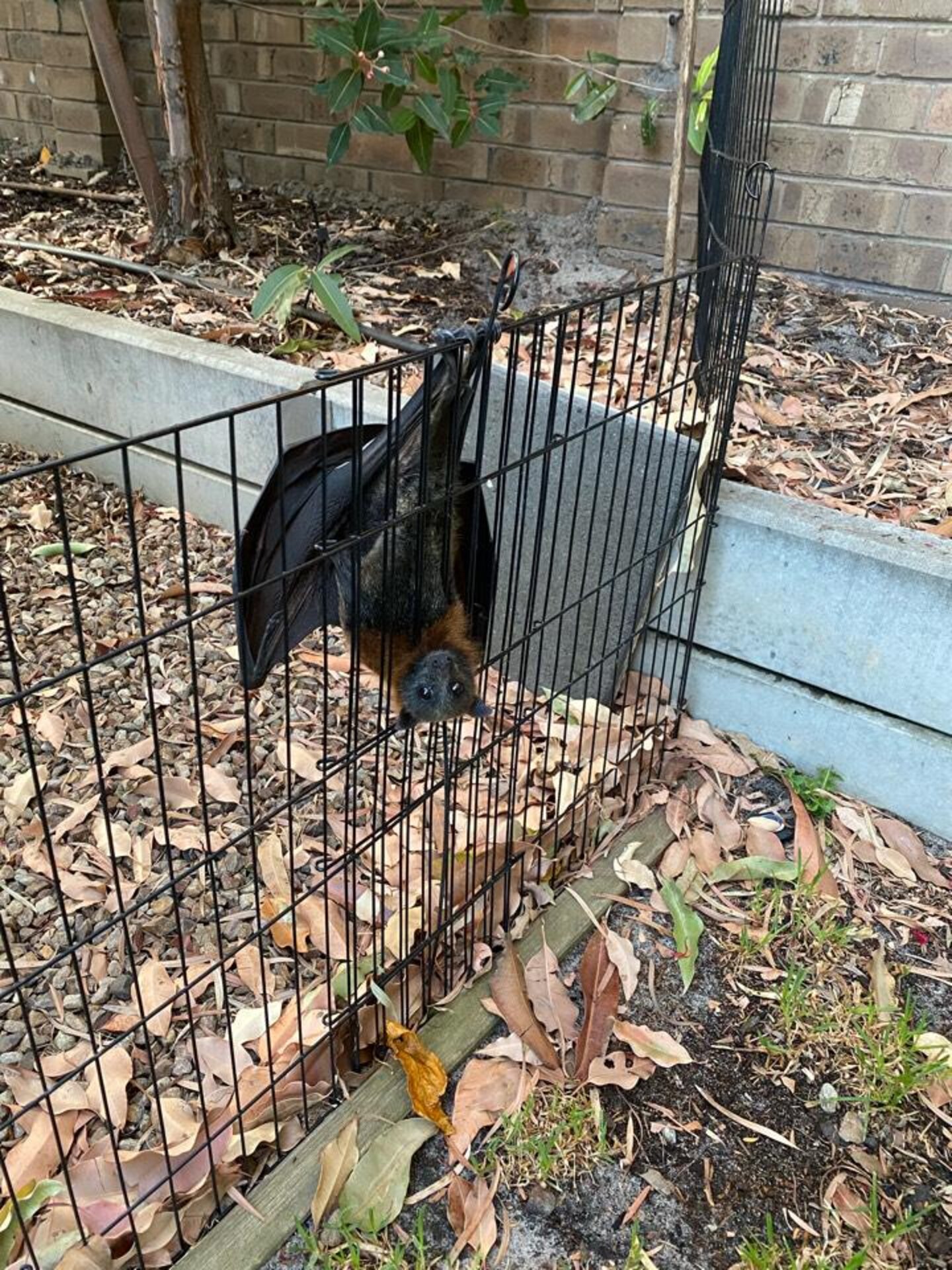 Dog Going 'Ballistic' In Backyard Leads Man To A Startling Discovery ...