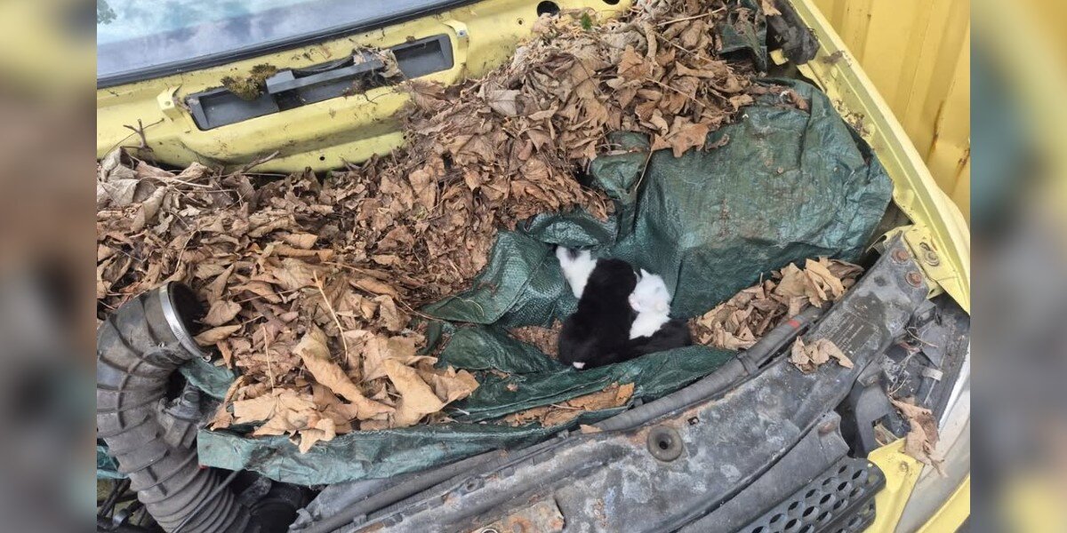 Man Pops Hood Of Vintage Car And Finds Four Babies Snuggled Among The ...