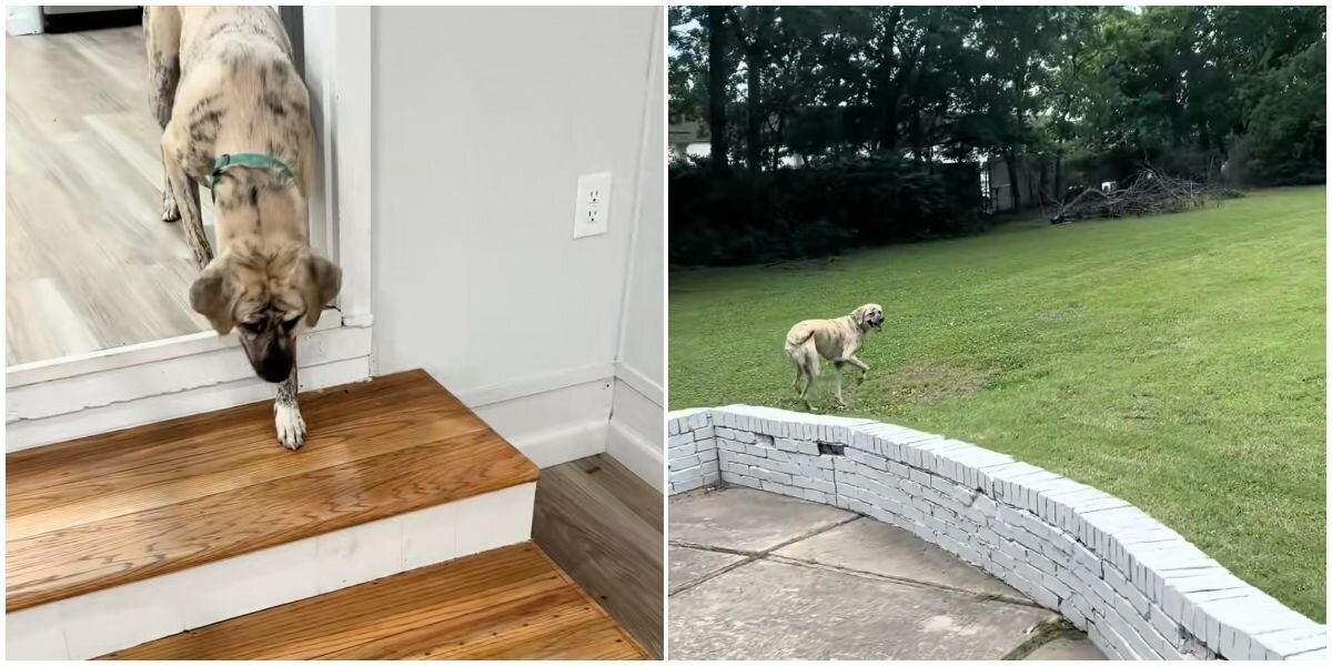 Rescue Dog Was Scared Of His New House — Until He Saw The Backyard ...
