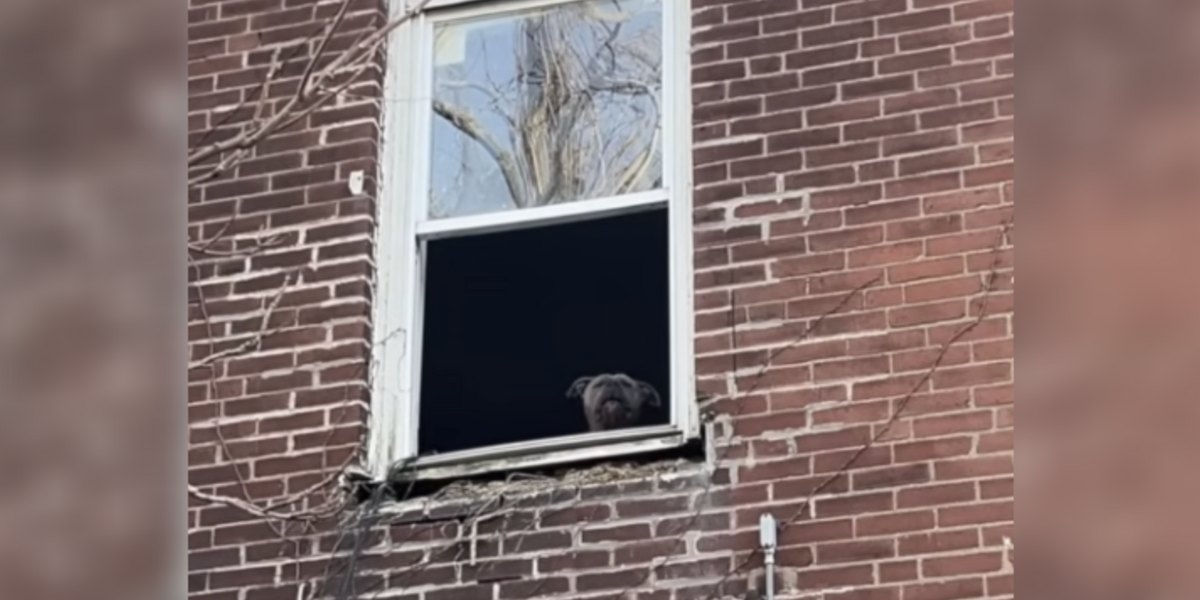 Woman Passing Abandoned House Sees Little Face In The Window Staring ...