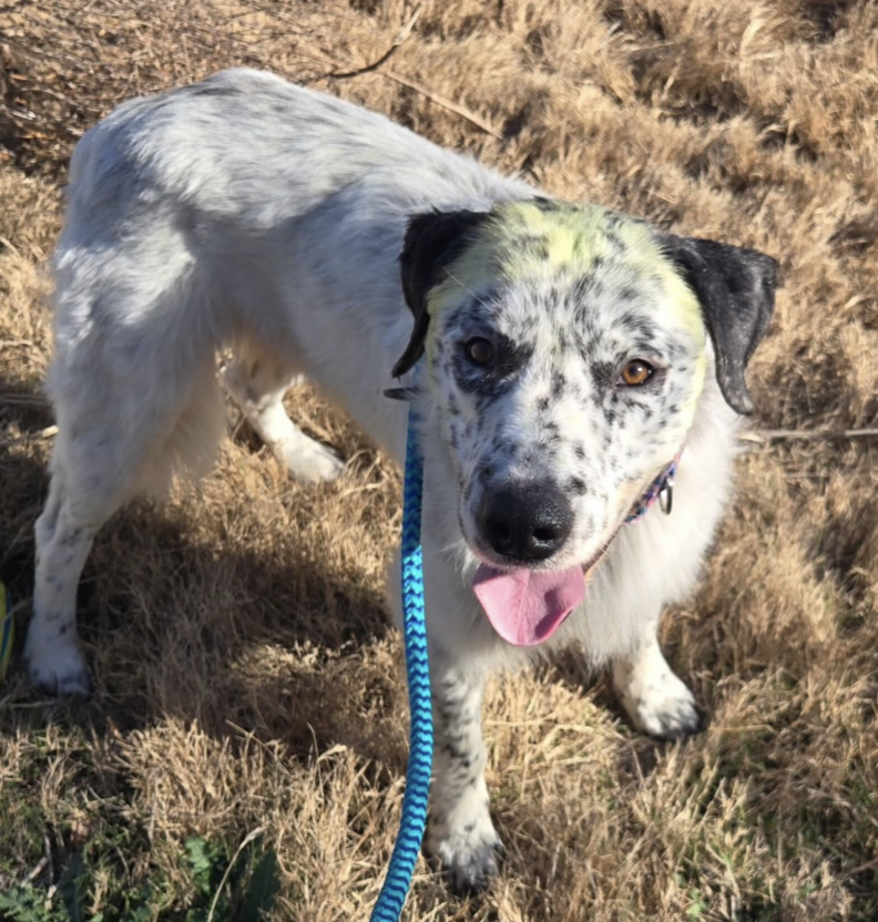 Stray Dog Spent 7 Days Suffocating In Jar — Then Rescuers Reveal His ...