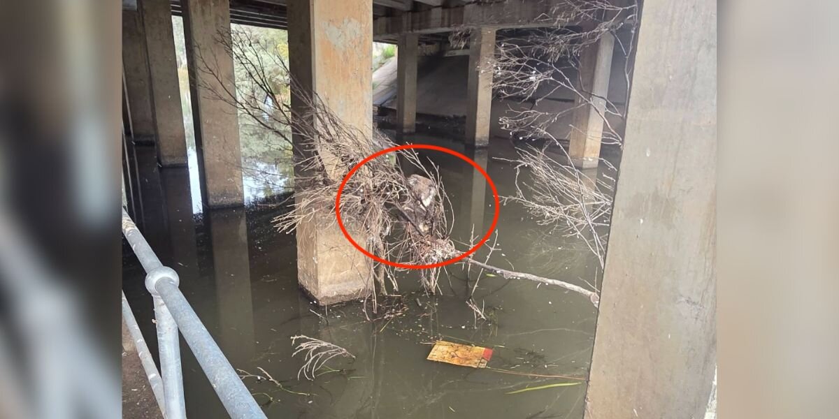 Couple On Walk Calls For Help When They See Mama And Baby Clinging To ...