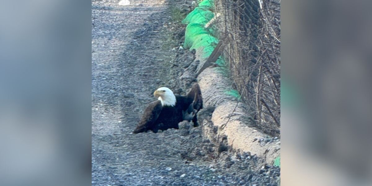 Construction Workers Spot Bald Eagle Walking Down Road — Then They ...