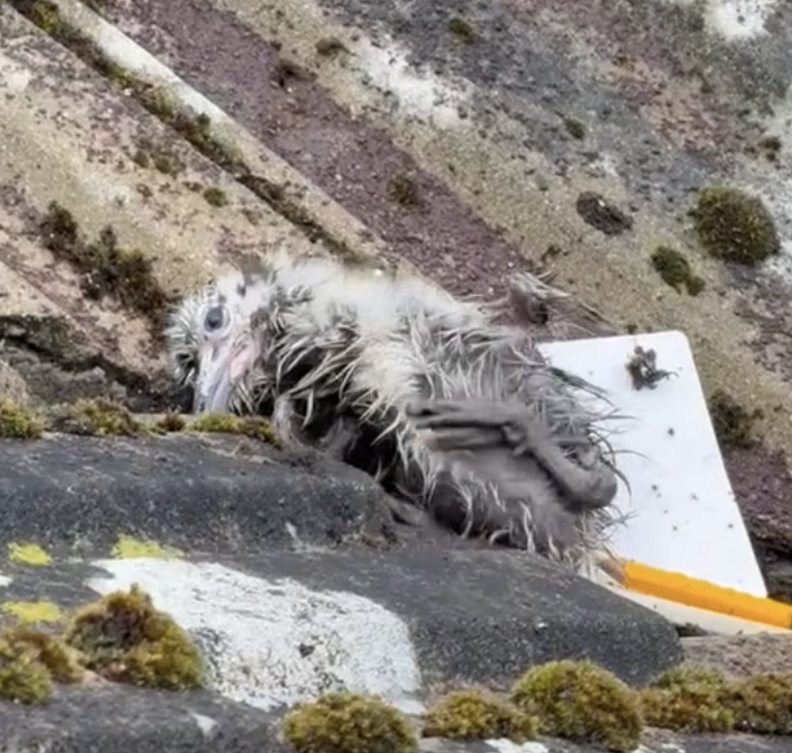 Rescuers Find Soaked Baby Bird Struggling On Rooftop — And Watch Him ...