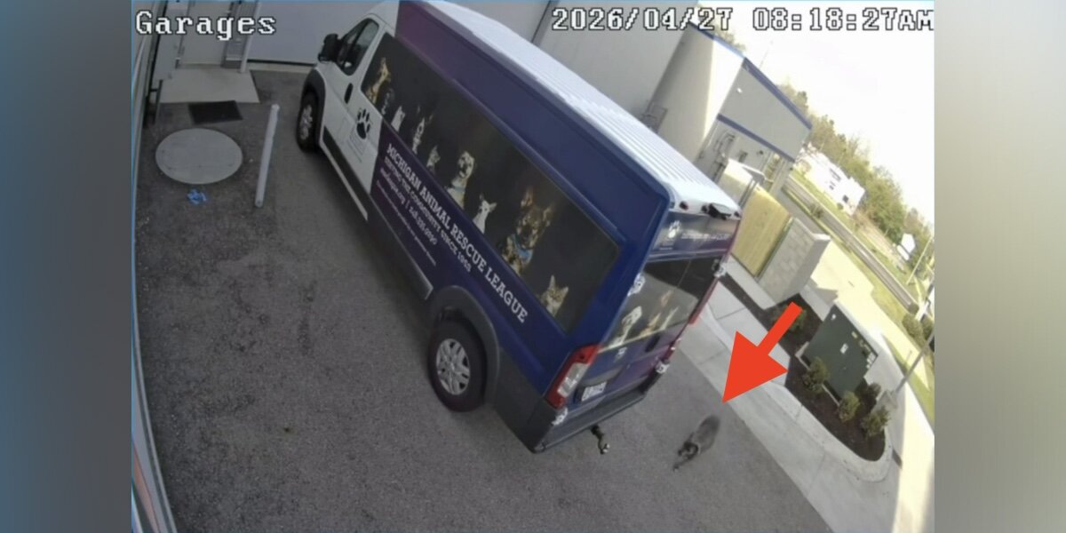 Security Camera Captures Stray Dog Checking Herself Into Animal Shelter ...