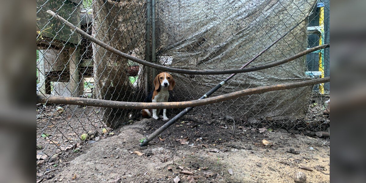 He Was 'Too Gentle' To Hunt — So He Spent A Year Locked In A Cage - The ...