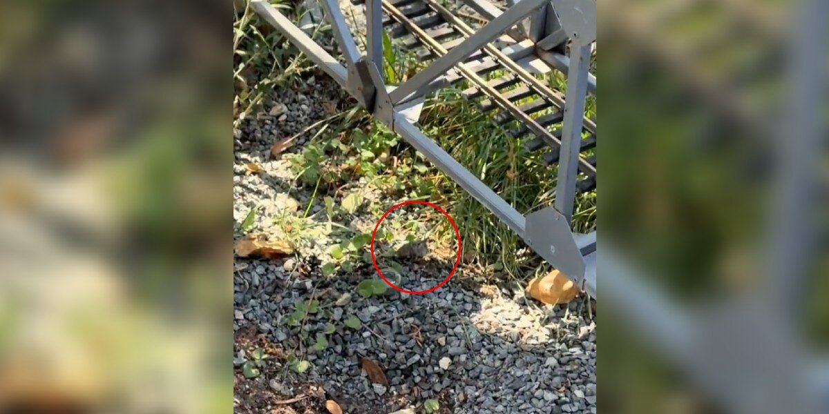 Man Drops Yard Work When He Finds 'Tiniest' Baby He’s Ever Seen In Need ...