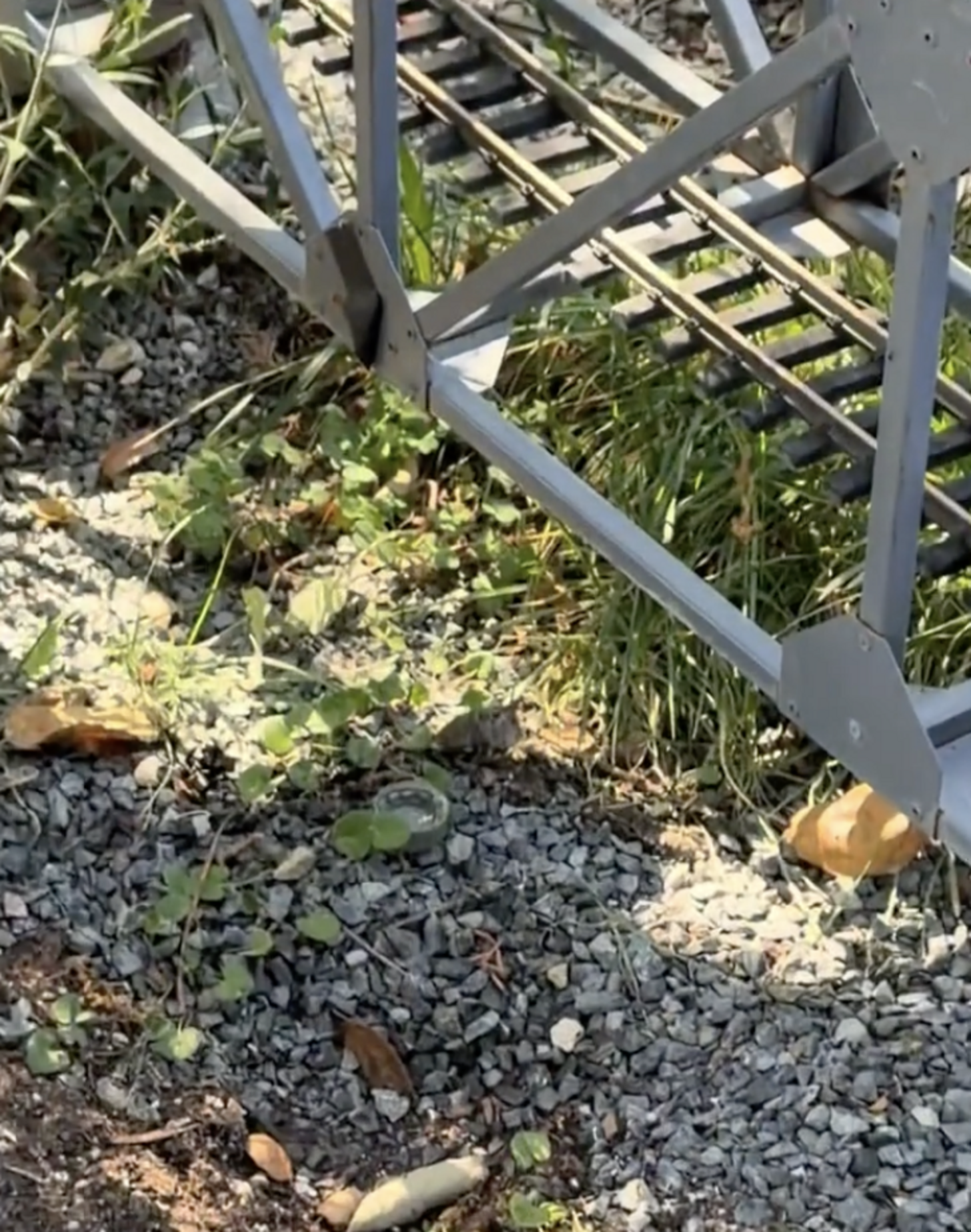 Man Drops Yard Work When He Finds 'Tiniest' Baby He’s Ever Seen In Need ...