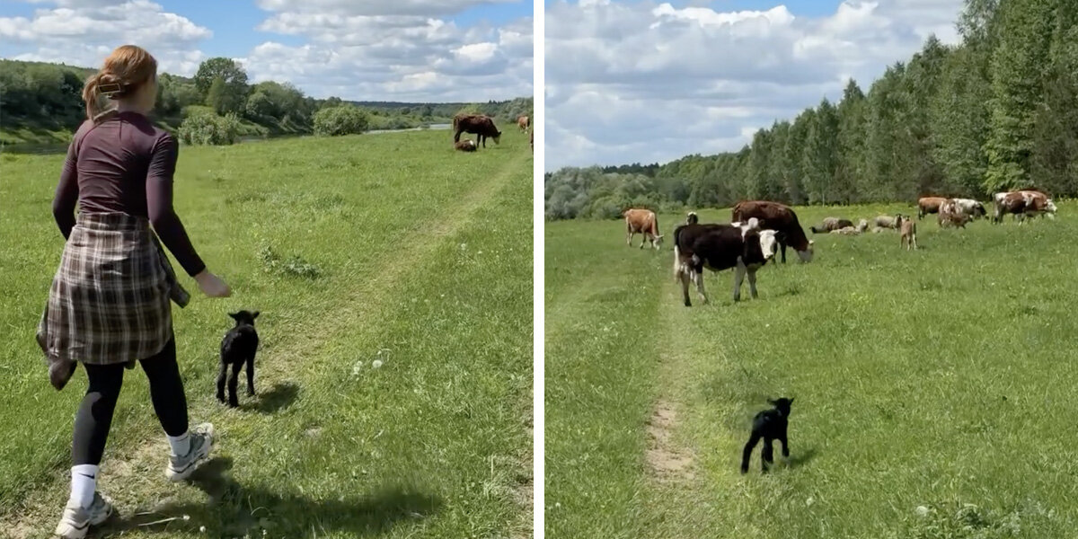 Kayakers Stop To Save A Lost Baby Lamb — Then Witness An Incredible ...