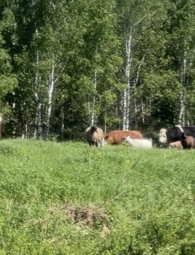 Kayakers Stop To Save A Lost Baby Lamb — Then Witness An Incredible ...