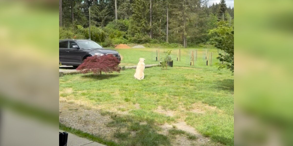 Loyal Dog Sits In The Same Spot Each Day — Hoping His Missing Friend ...