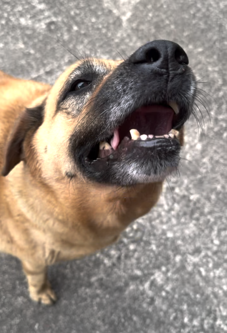 Mom Follows Dog To See Why He Keeps Carrying His Food Bowl Next Door ...