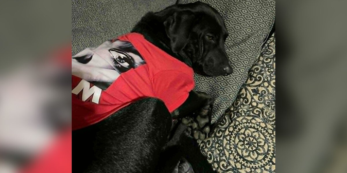 Rescuer Gives Terrified Dog One Simple Piece Of Clothing — And ...