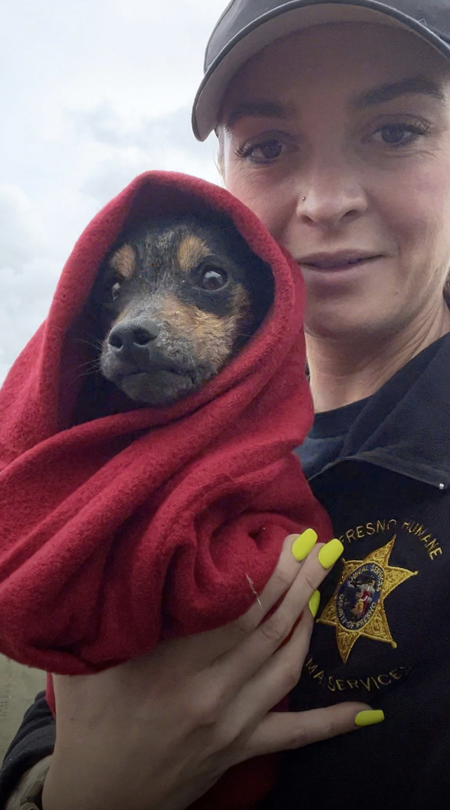 Rescuers Check Cardboard Box And Find Shivering Puppy Hiding From ...