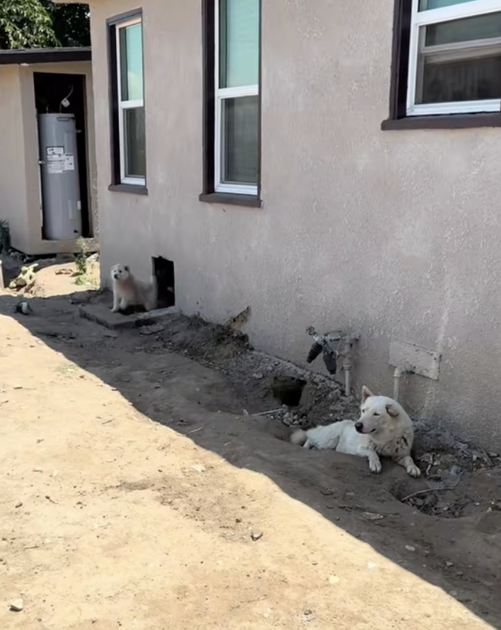 Call About 'Aggressive' Stray Dog Leads Rescuer To The Adorable Truth ...