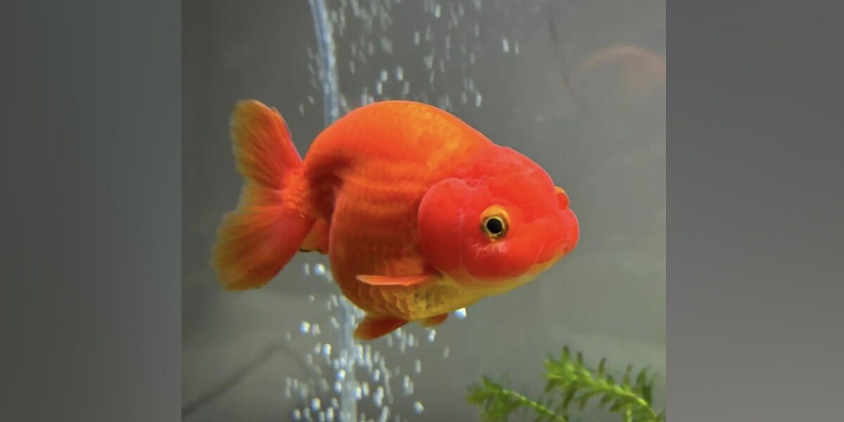 Woman's Goldfish Starts Acting Strangely — Then She Sees What's In His ...