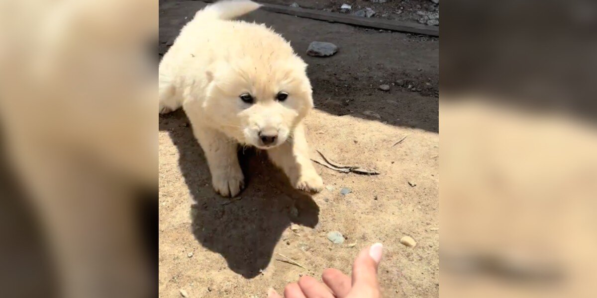 Call About 'Aggressive' Stray Dog Leads Rescuer To The Adorable Truth ...