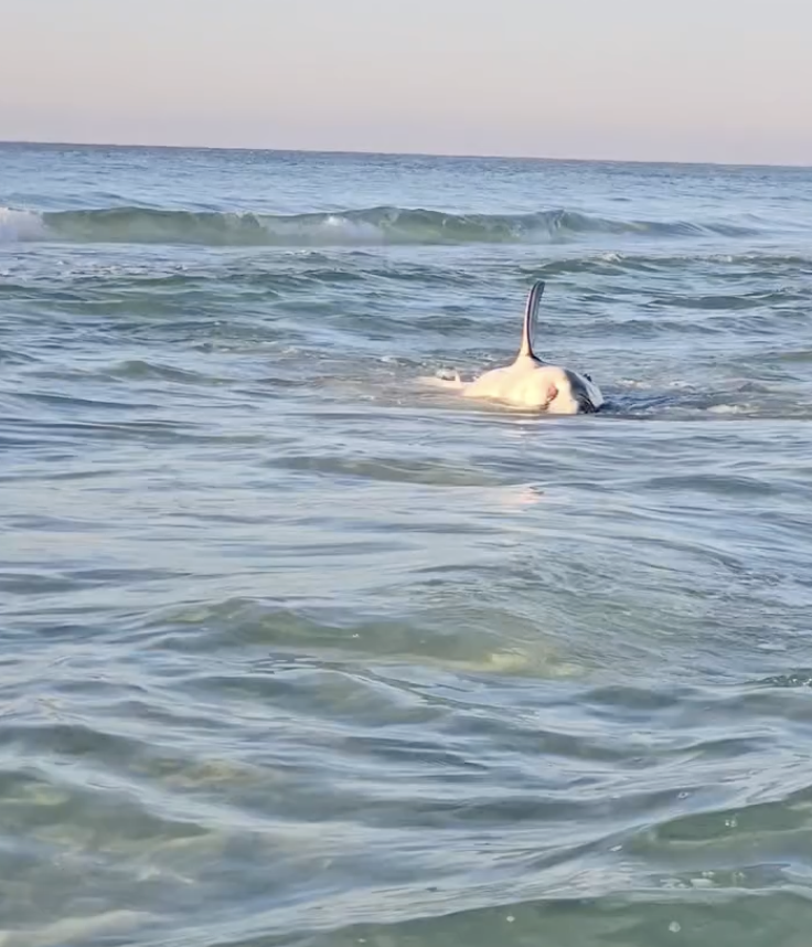 Woman Spots A Fin In The Waves — Then Realizes A Massive Great White ...