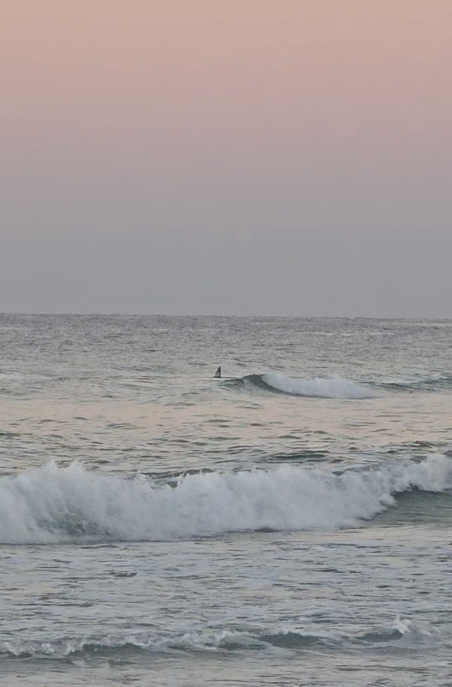 Great White Shark Gets Stranded On The Beach, Until A Group Of Heroes ...