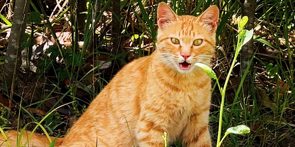 Woman Waits 282 Days To Finally Snuggle With Her Rescued Feral Cat ...
