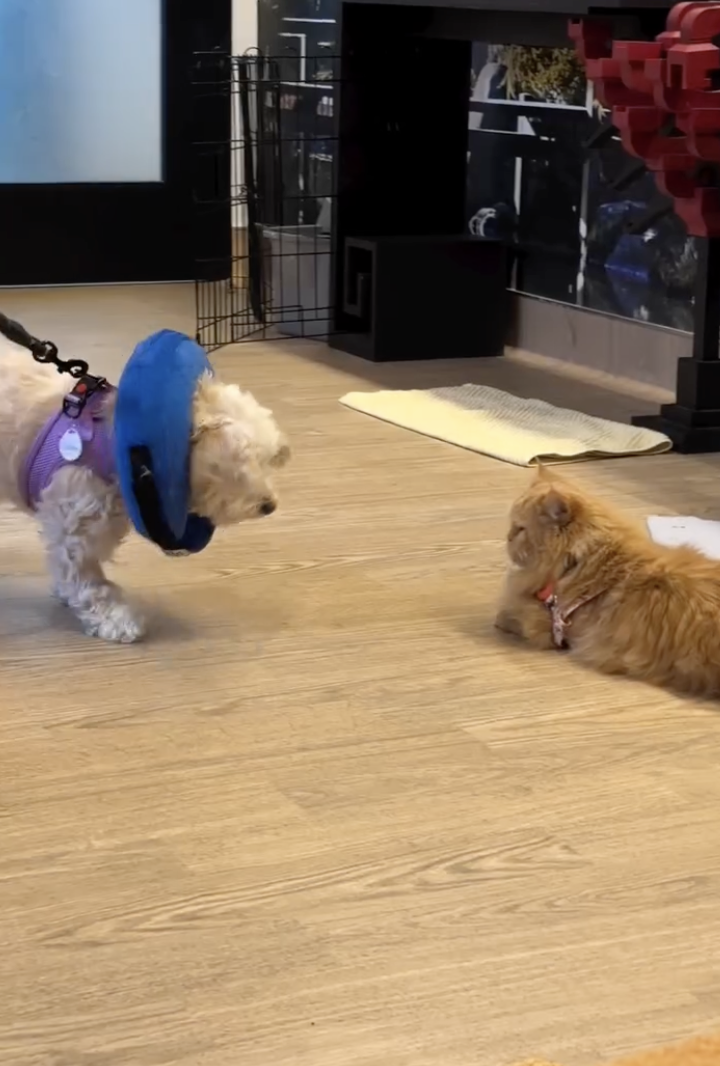 Cat Clocks Into Work Twice A Month For The Most Important Job At Dog ...