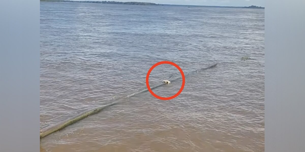 Ferry Crew Rush To Help Stranded Animal Clinging To Life On A Floating ...