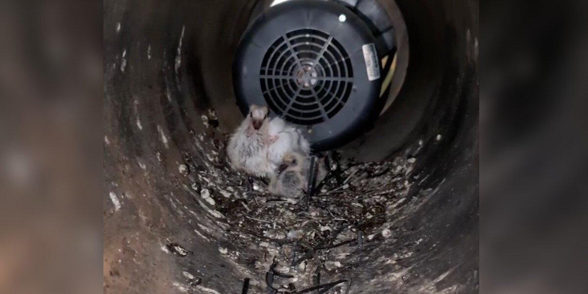 Construction Workers Shocked To Find Babies Living Inside An ...